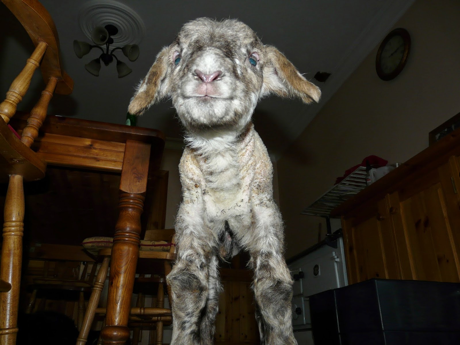 First Day Of A Lambs Life