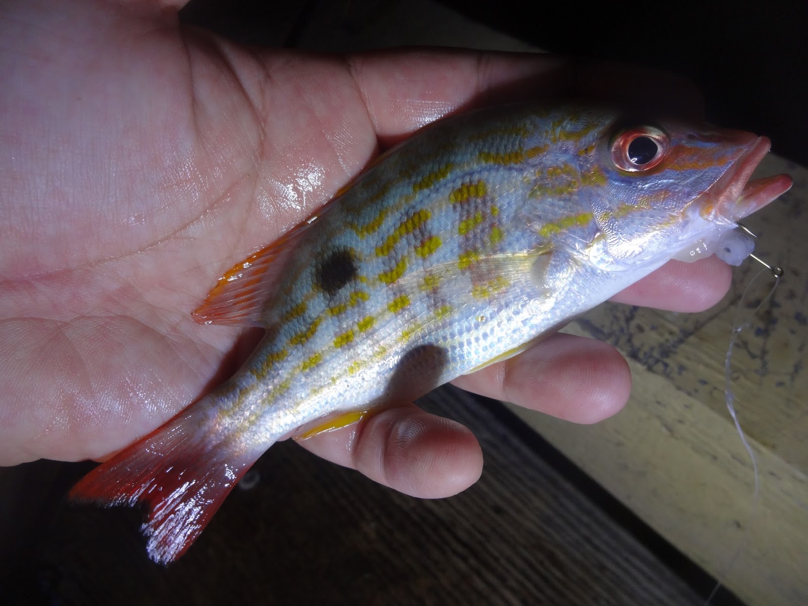 Extreme Philly Fishing: Florida Fishing Under Fresh Gale Conditions (01 ...