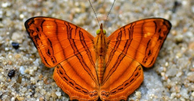 The Forested Path (and Beyond): BUTTERFLIES of RAUB: The Greater Wavy ...