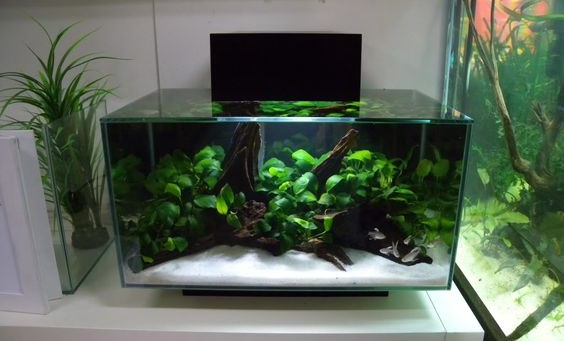 Inspirasi Aquascape Mini di Rumah