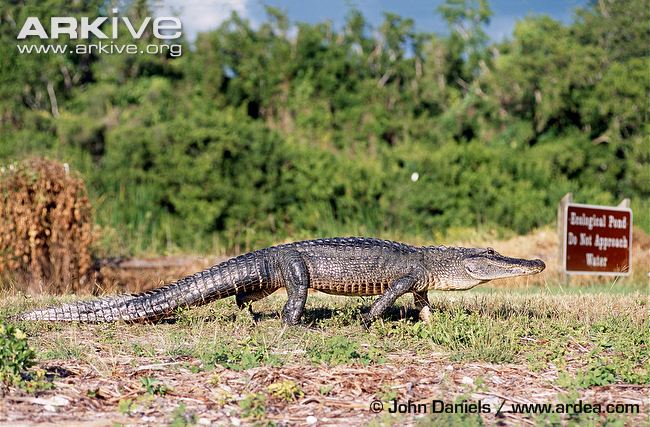 Reptiles and Amphibians: Aligator del Mississipi (Alligator ...