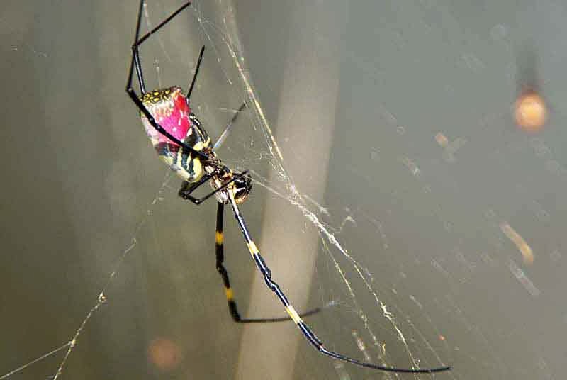 Ryukyu Life: A Cherry Blossom, Spider and a Contest