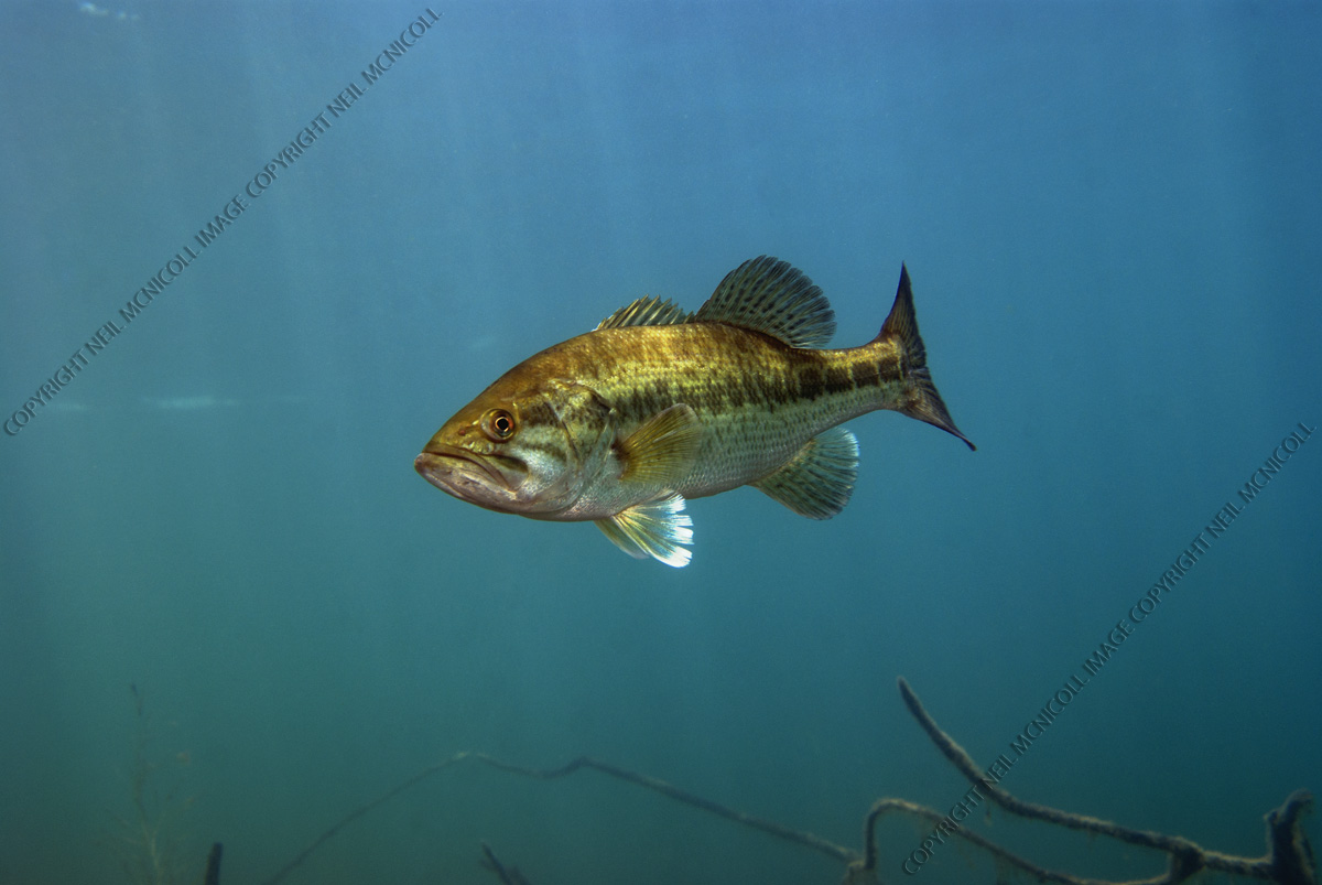 Freshwater Fish Photographs: Bass