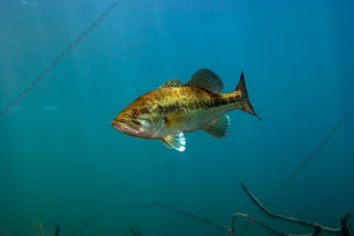 Freshwater Fish Photographs: Bass