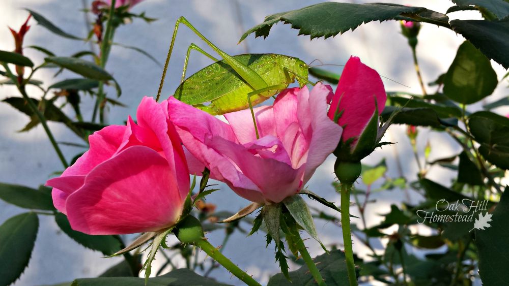 Can You Propagate Roses from Cuttings? - Oak Hill Homestead