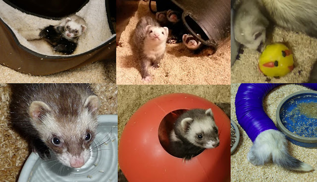 What is the Best Enrichment for Your Ferret?