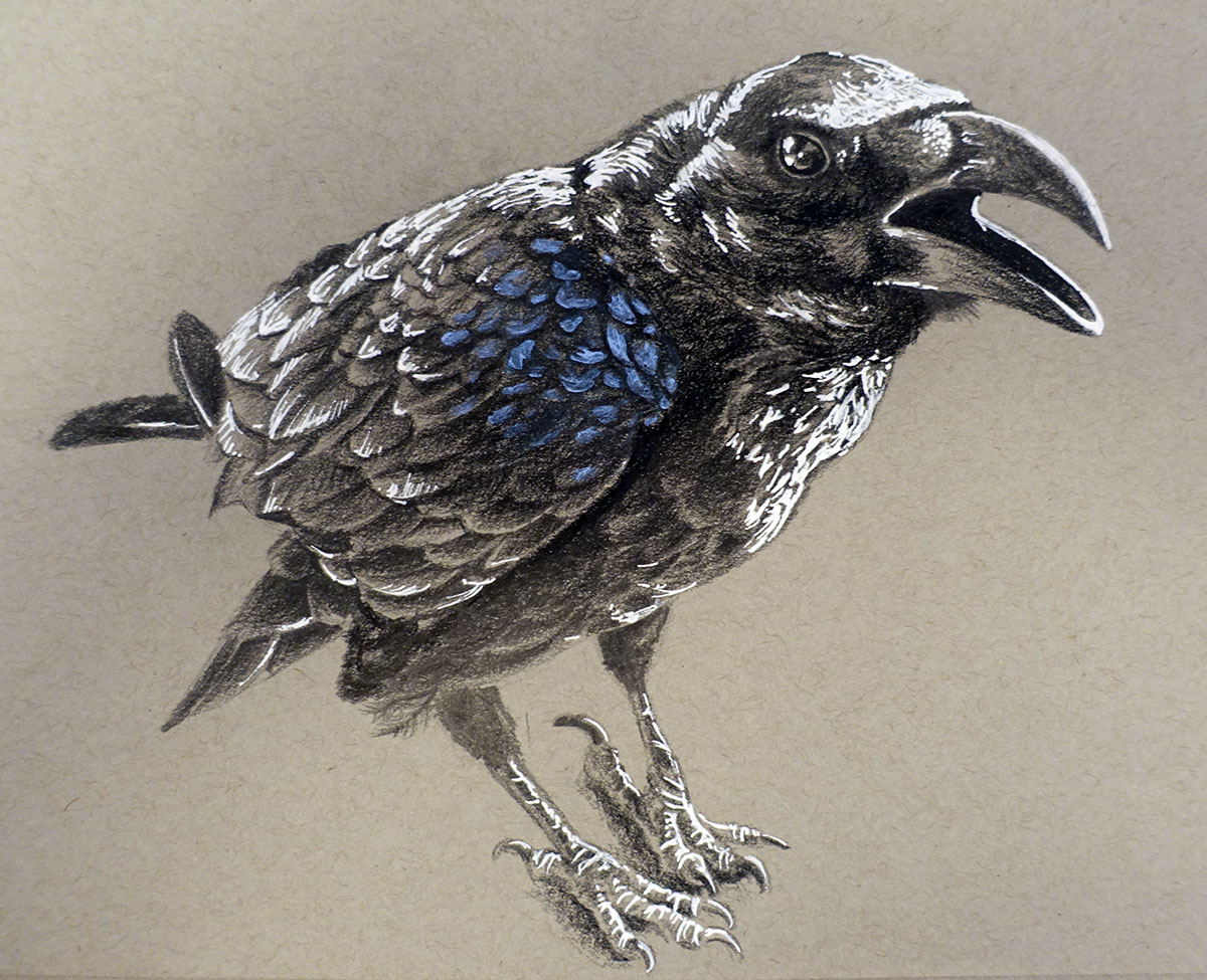 Cavalla Art: Crow