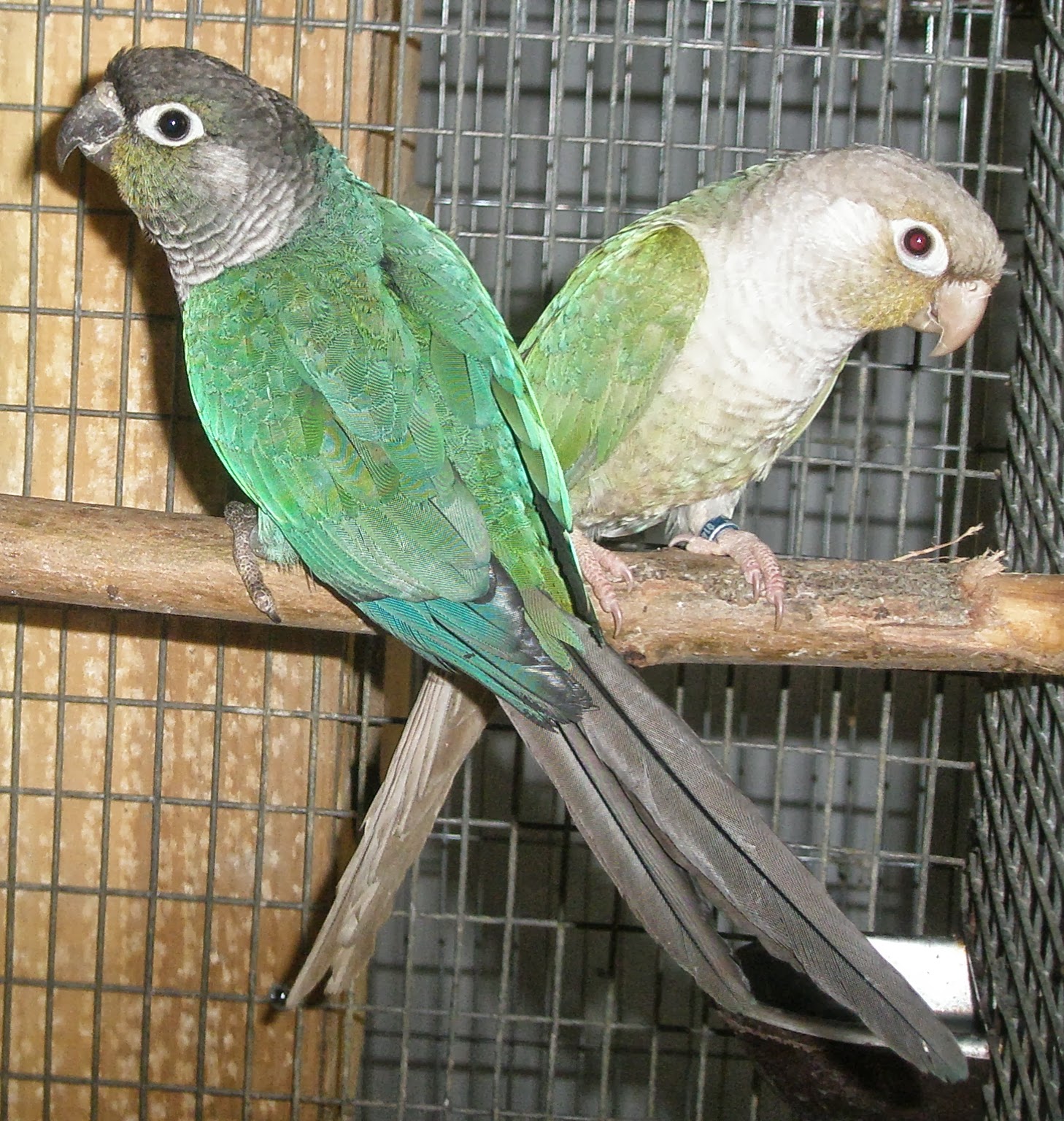 Aves da Vera e do Ricardo: Pyrrhuras