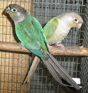 Aves da Vera e do Ricardo: Pyrrhuras