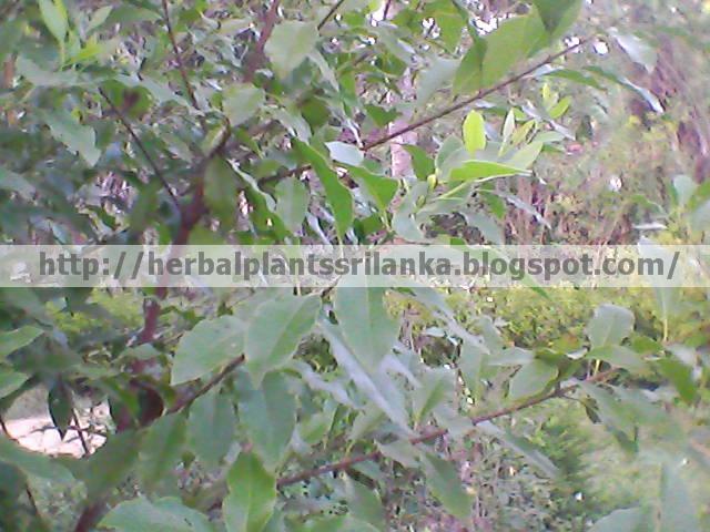 SANTALUM ALBUM - සුදුහඳුන්