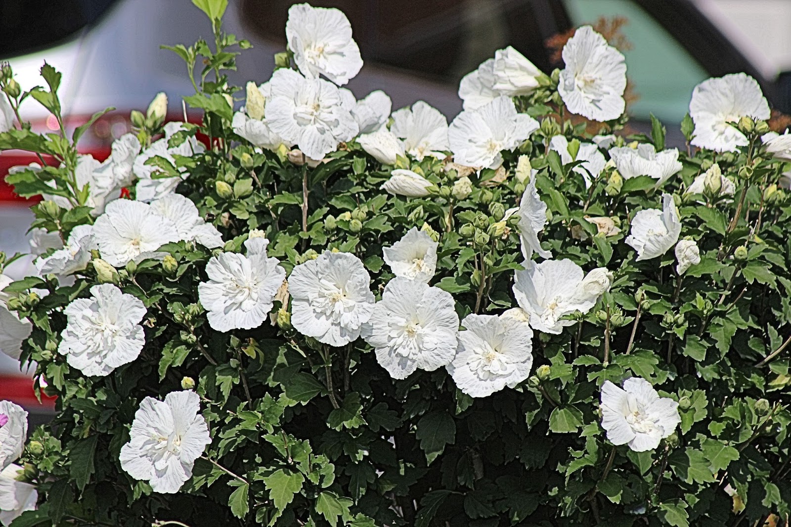 White Rose Of Sharon