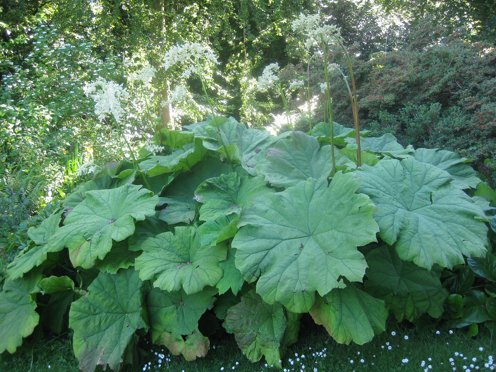 Всё о бегониях и не только...: Садовые гиганты: Астильбоидес (Astilboides)