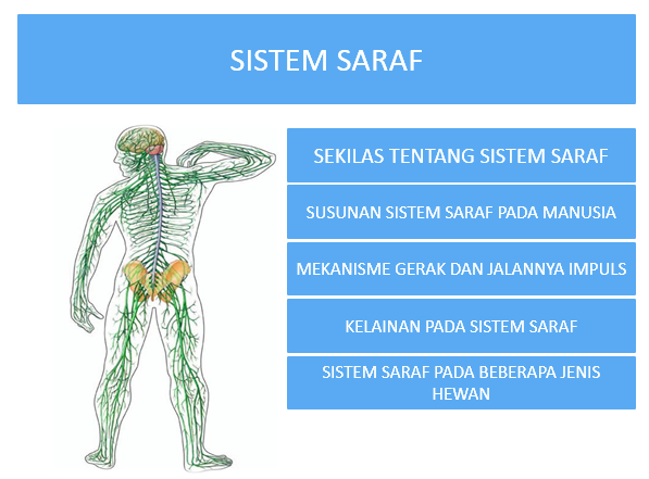 Sistem Saraf | Bahtera Info