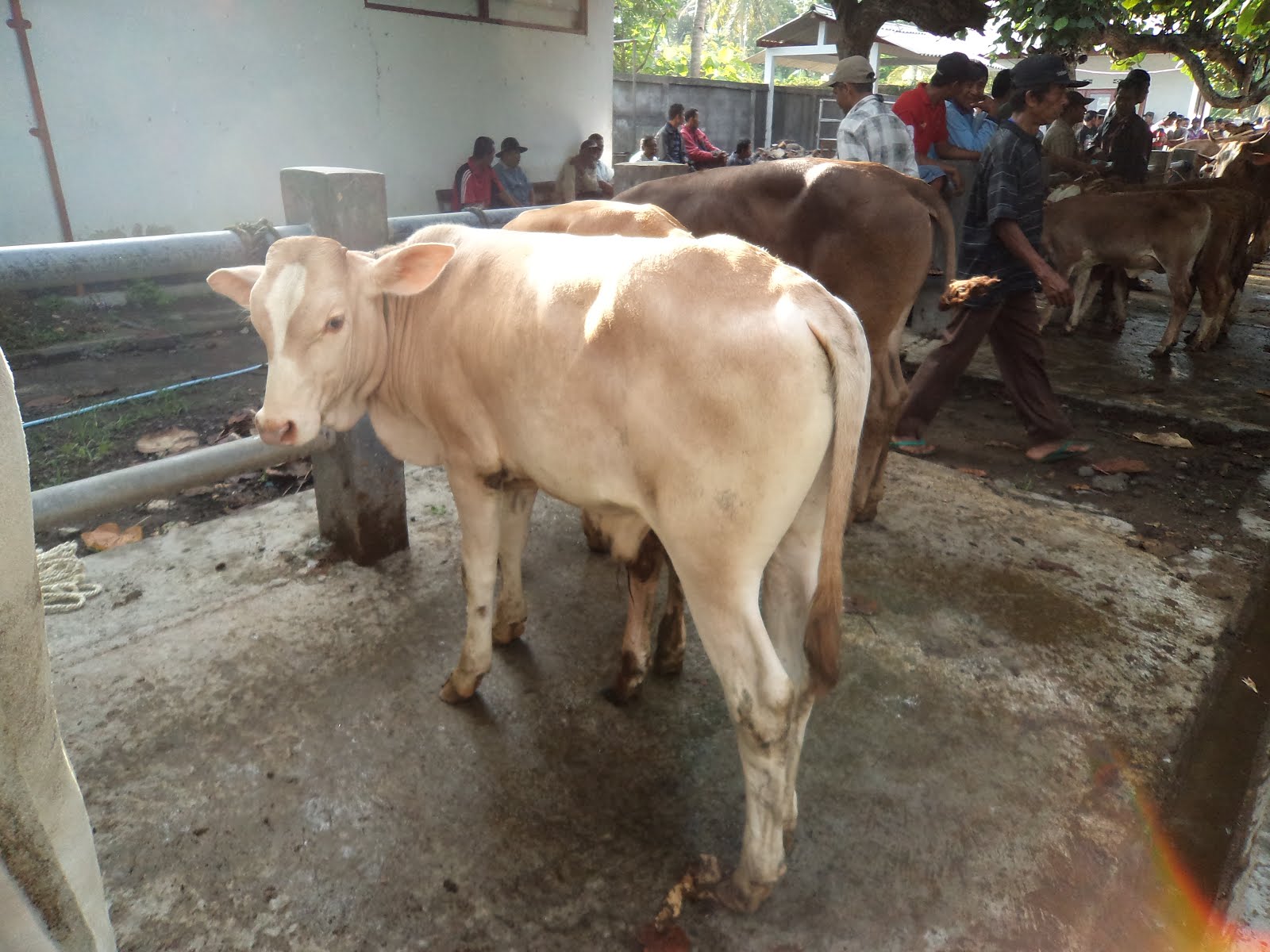 Contoh Sapi Bakalan/Pedhet Metal Kualitas Baik | Sapi Yogyakarta