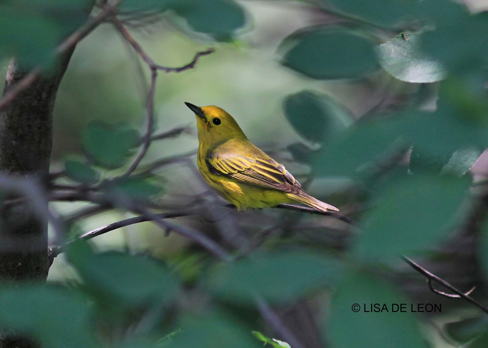 Birding with Lisa de Leon: Birds with Charisma