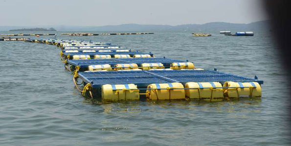 CAGE FISH FARMING ON THE RISE AS WILD STOCKS DWINDLE AMID HIGH DEMAND