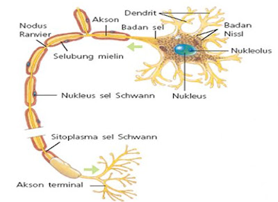 Struktur neuron | Pustaka Pandani