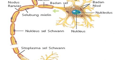 Struktur neuron | Pustaka Pandani