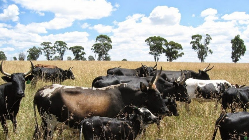 Business Resources: Zimbabwe Looks to Russia for Fresh Investment in ...