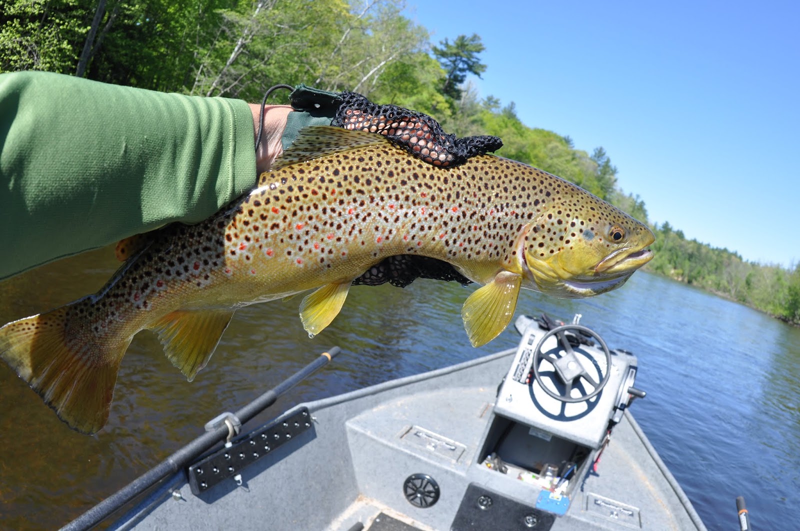 Gray Drake Hatch Private Trophy Brown Trout Classes with Matt ~ Matt ...