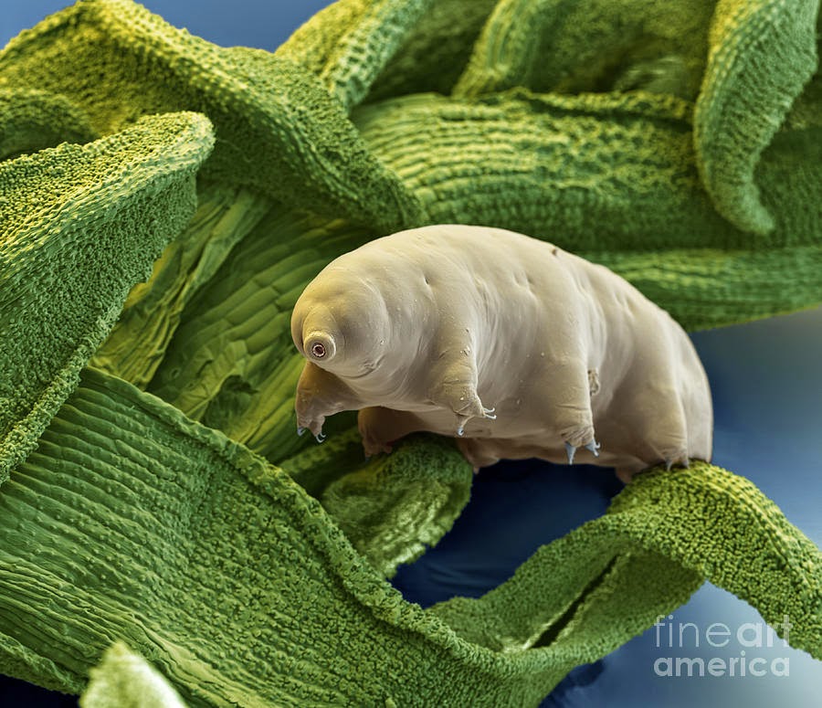 Animales curiosos por el mundo: Oso de agua (Tardígrado)