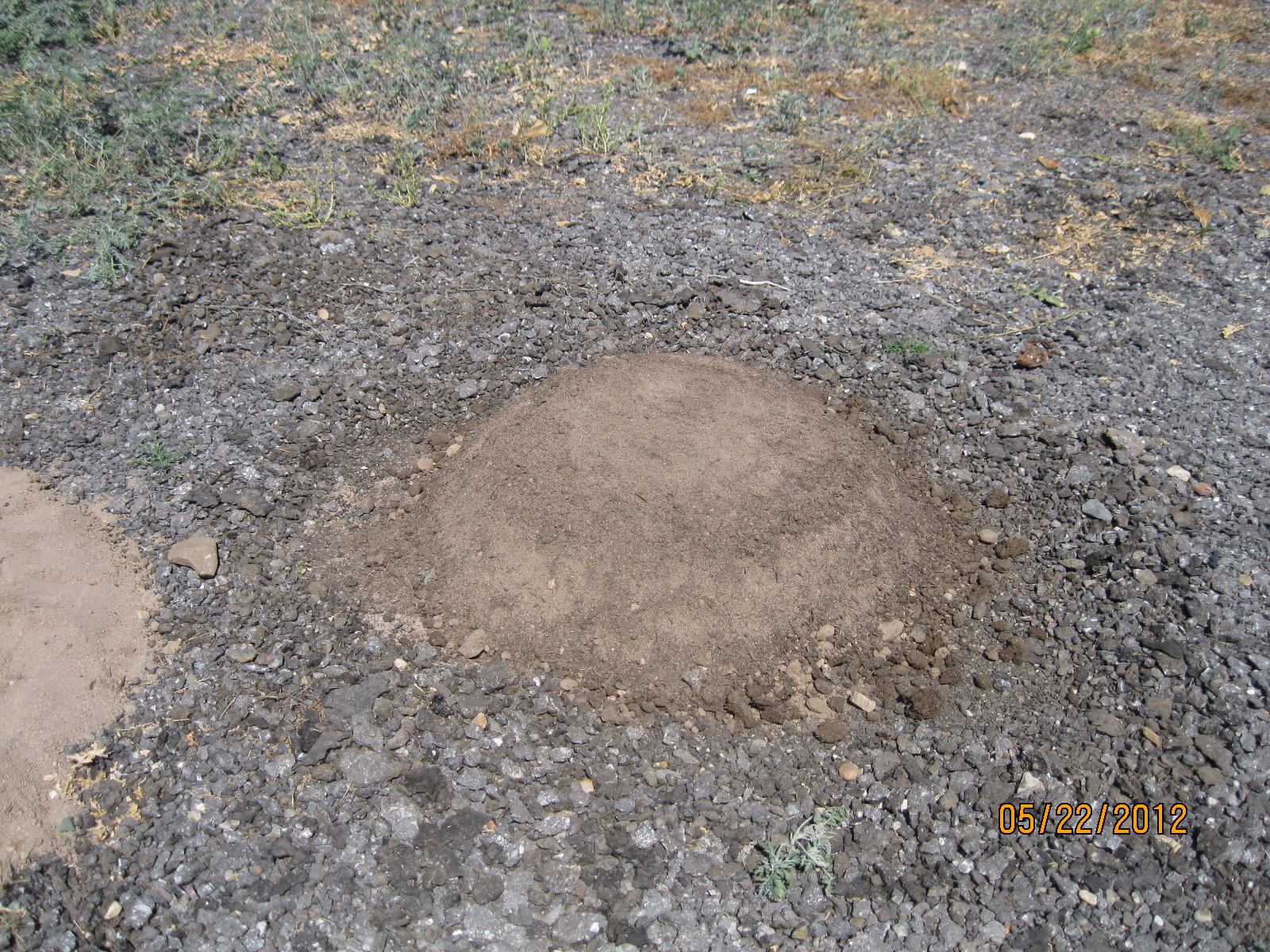 Pumpkinmania!: Giant pumpkin mound and ground preparation