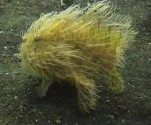 Man ist der süß! (laufende Fische) - It is so cute (walking Fish ...