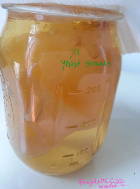 Frugal NYC Girl: Homemade Kombucha : Yeast Strands