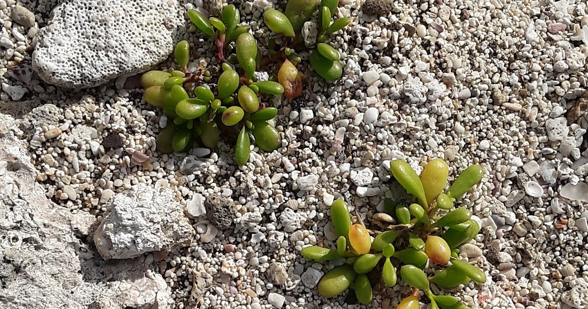 The Succulents and Pottery Compulsion: Akulikuli