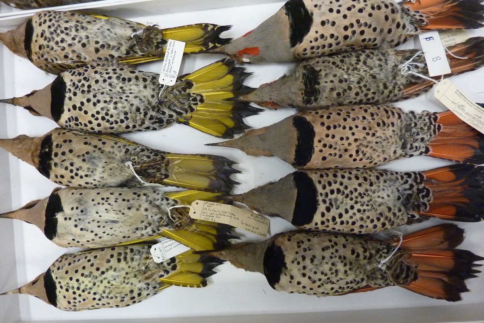 Piccalilli Pie: A Bird in the Hand