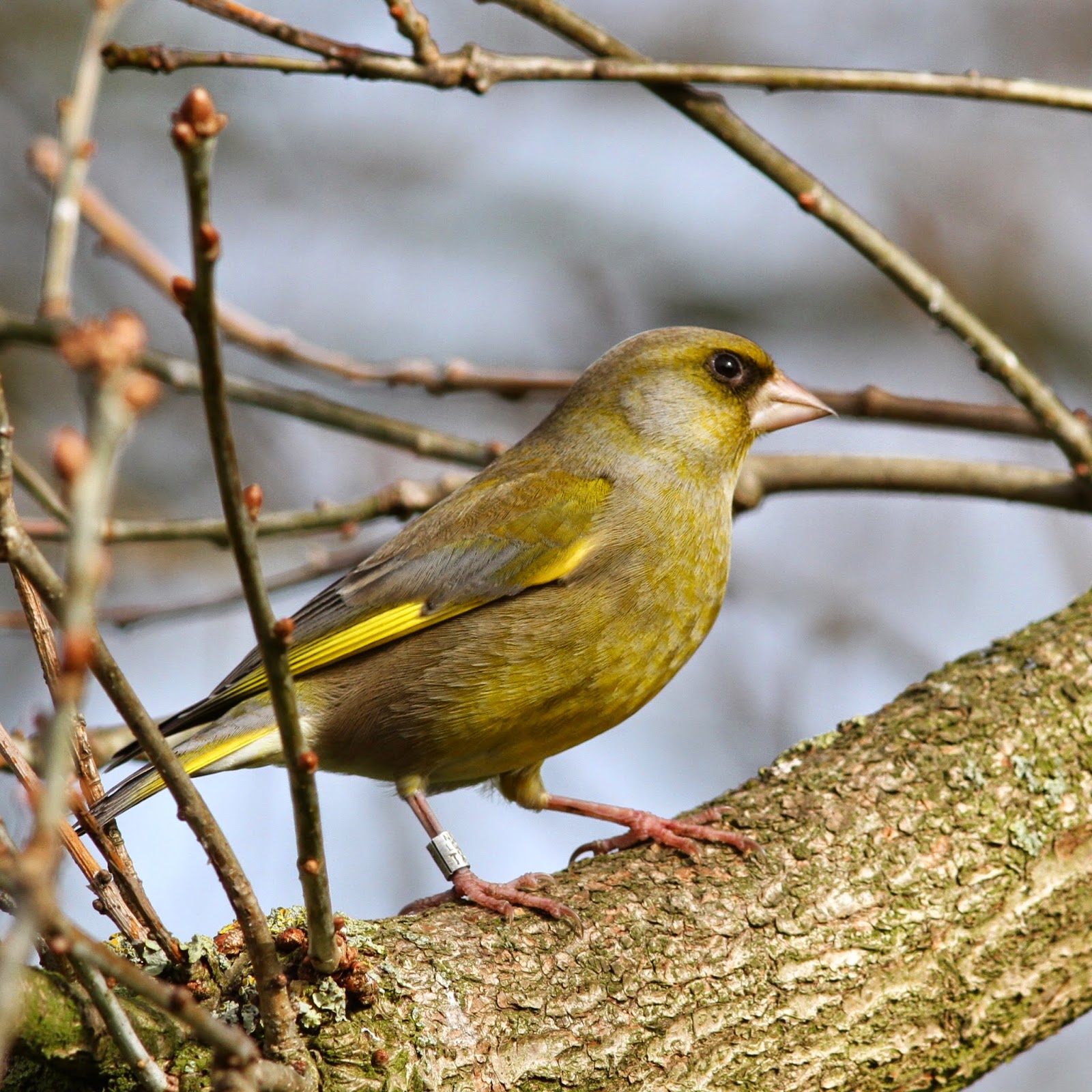 TrogTrogBlog: Bird of the week - Greenfinch