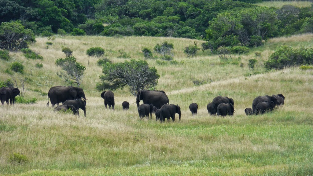 ¡NWADZINGUELE: MOZAMBIQUE!: La Reserva Especial de Maputo