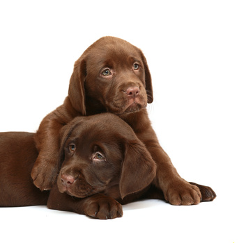 Premium Blog: Labrador Retriever