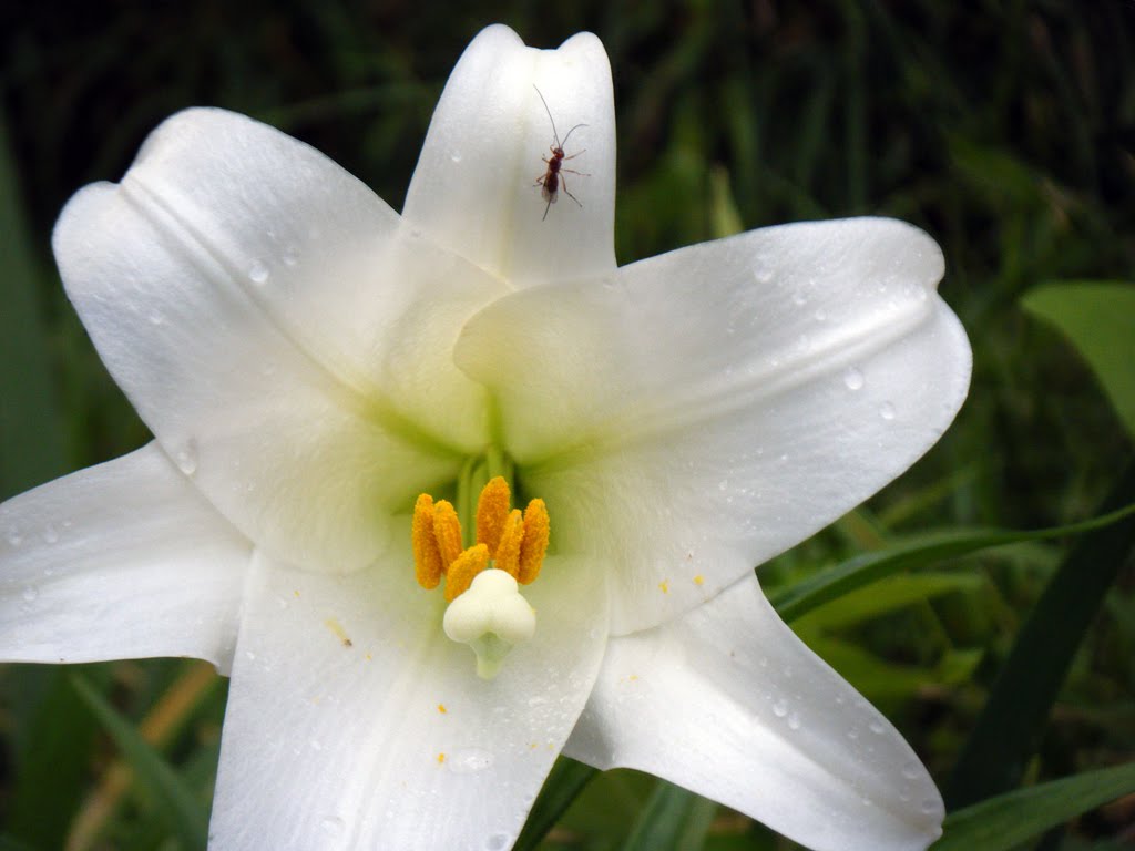 Easter Lily Flower