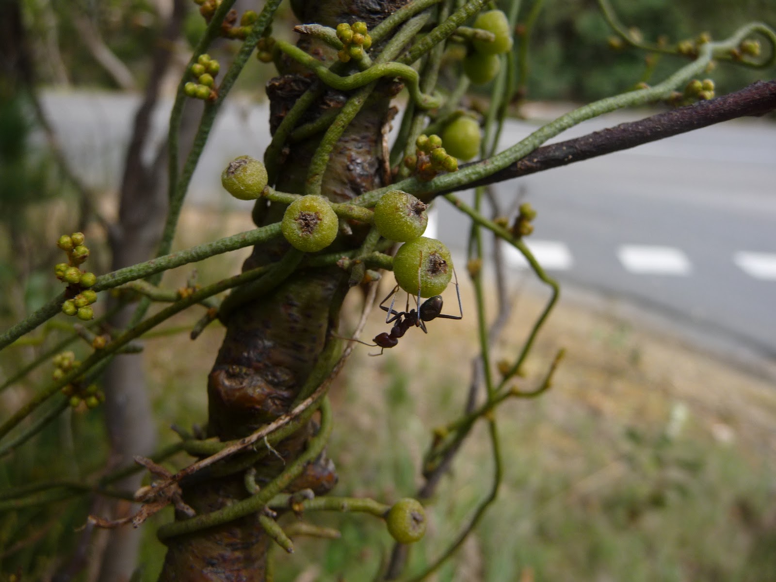 A Botany Blog for Beginners: Plant of the week #4