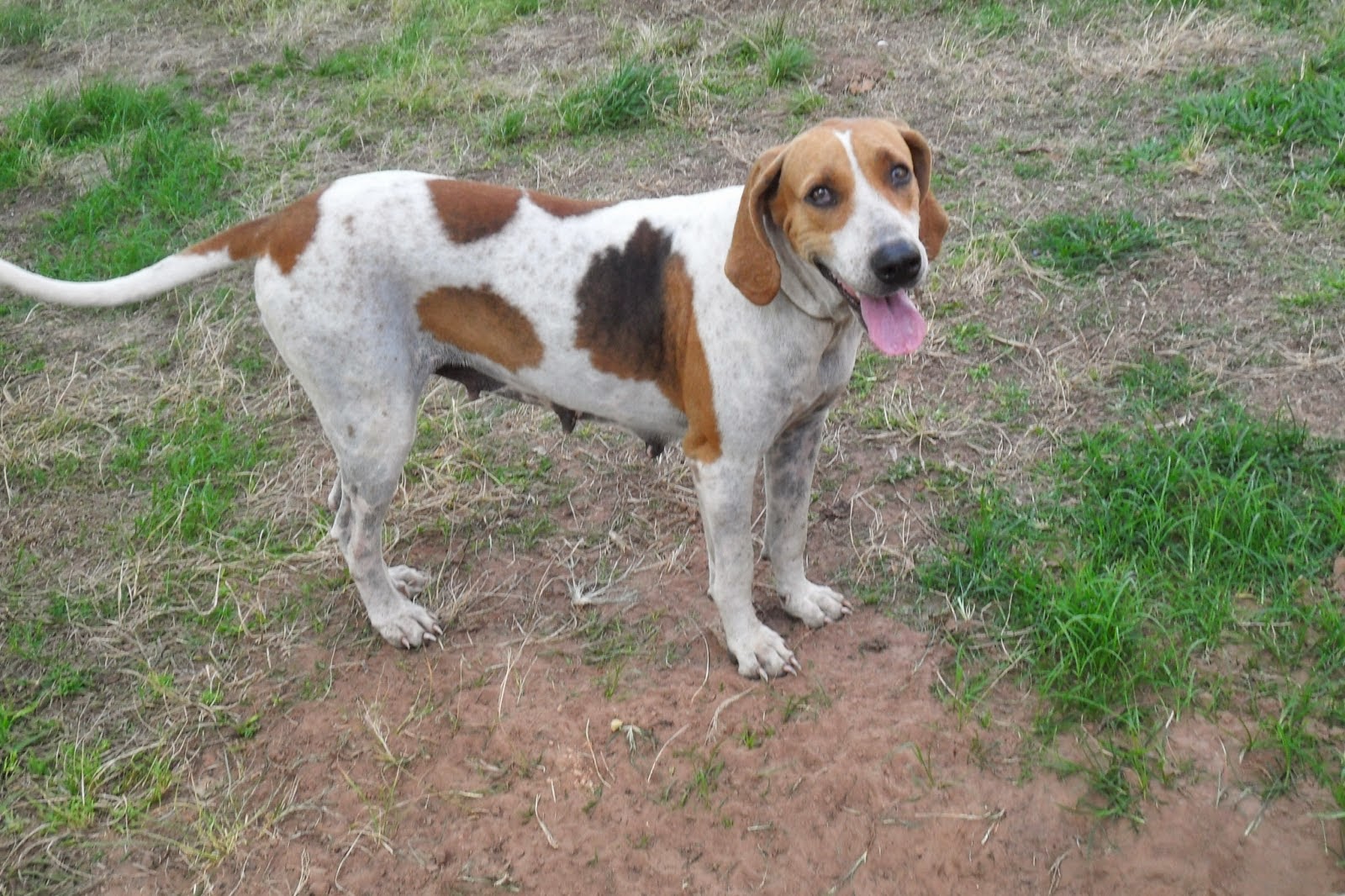 Cães & Cães: Foxhound Americano