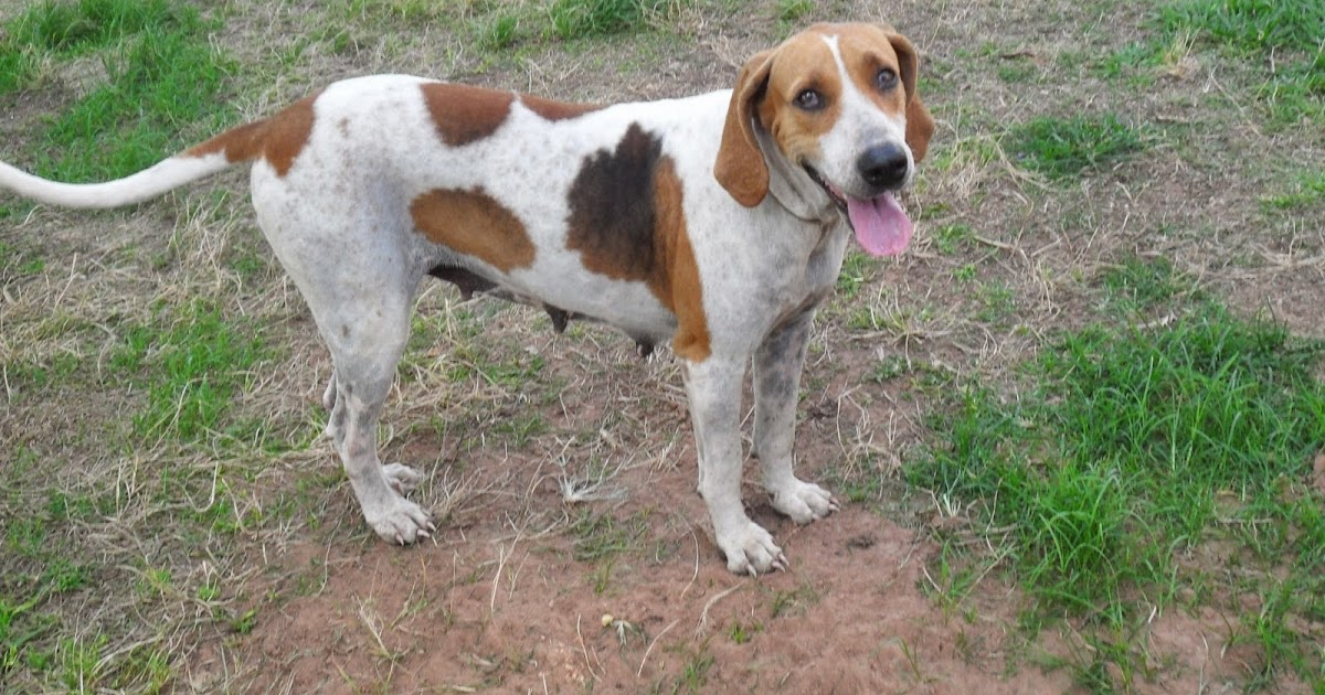 Cães & Cães: Foxhound Americano - 07