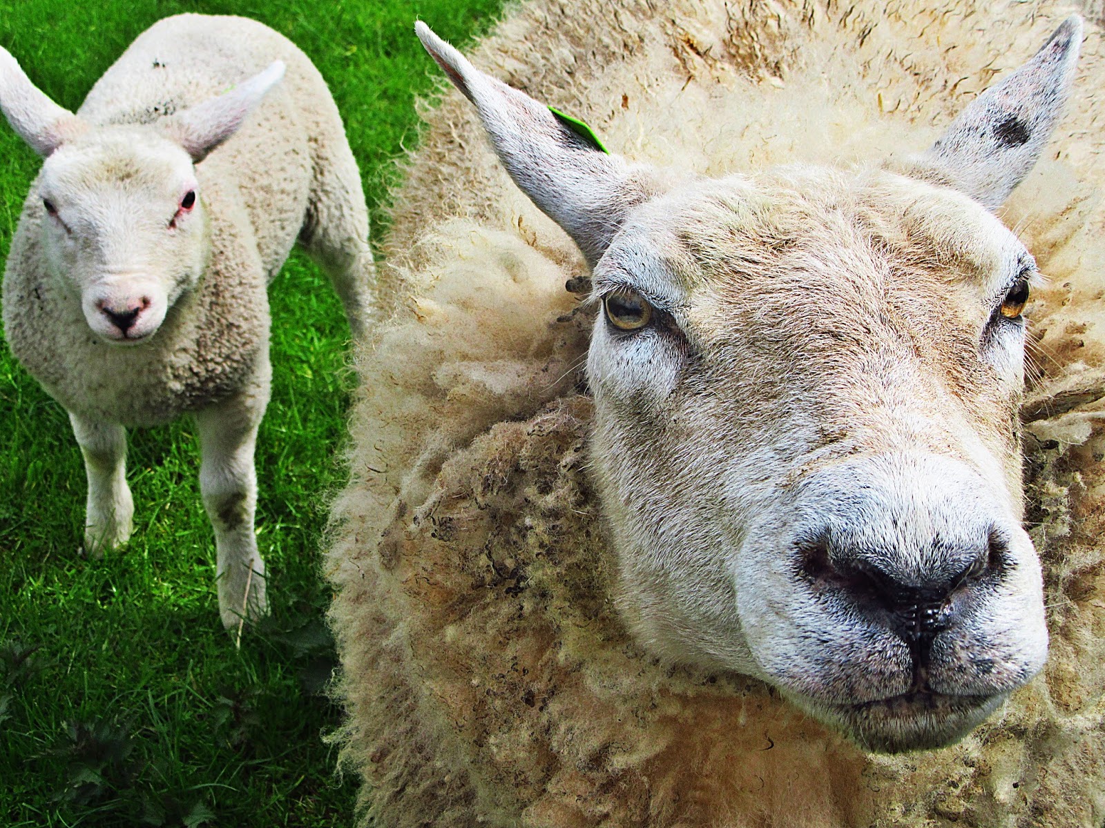 Moments, frozen in time ♡: Mama sheep and lambs in Dutch meadow
