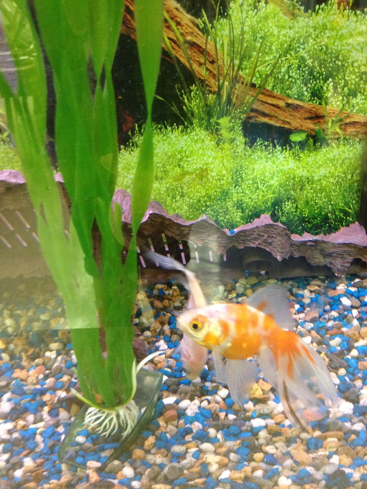 Apples of Your Eye! ~*~: Classroom Pets ~ Fish Edition!