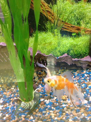 Apples of Your Eye! ~*~: Classroom Pets ~ Fish Edition!