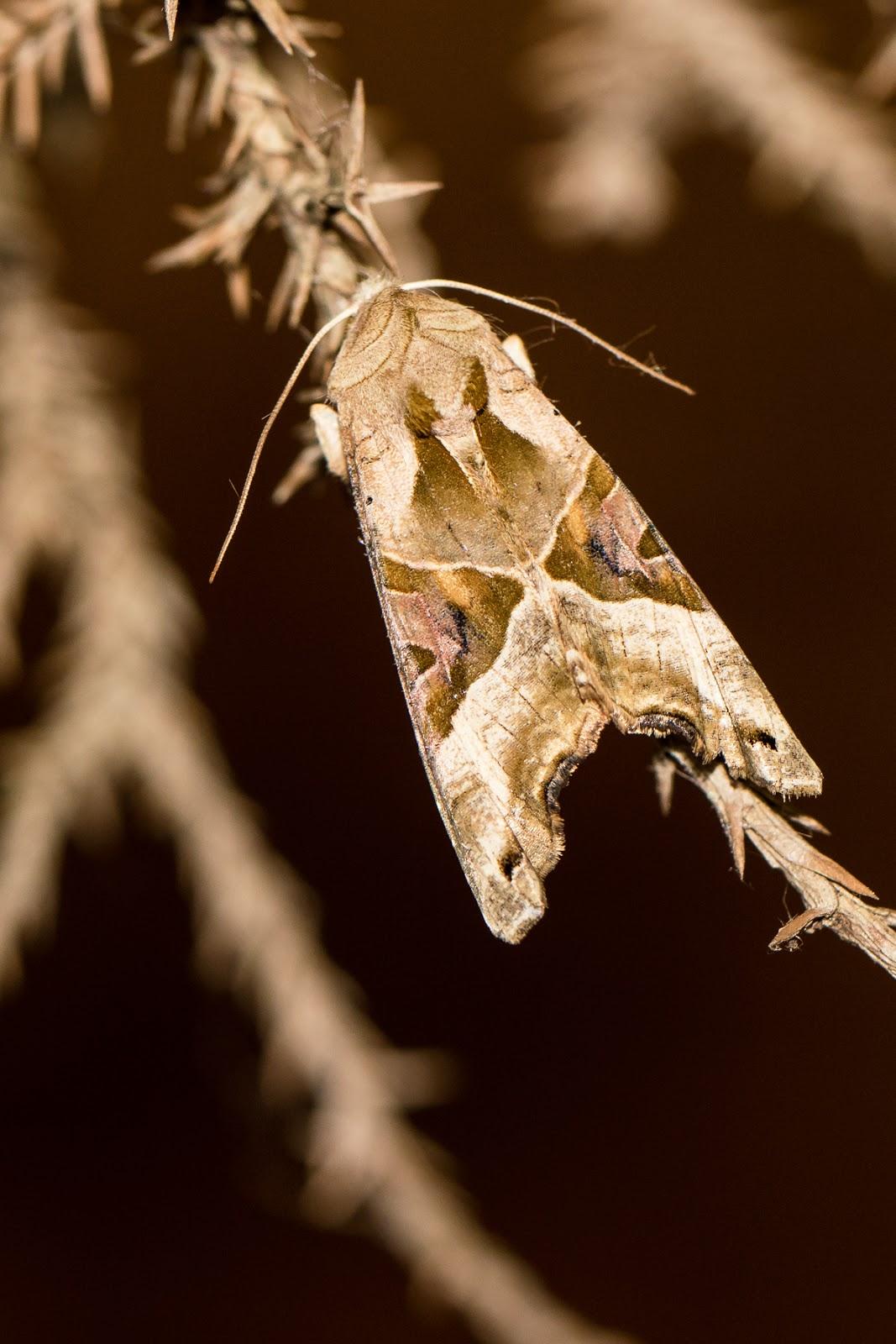 Butterflies, Dragonflies, Moths & other Insects: Angle Shades Moth