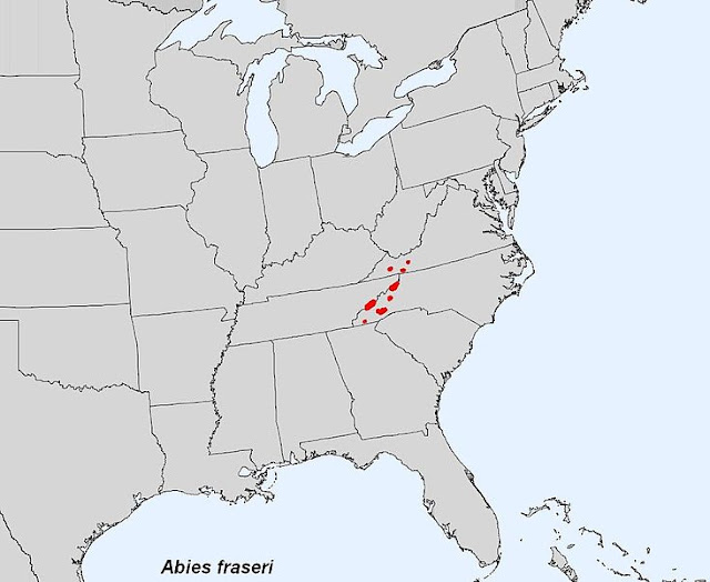 Blue Ridge Foothills & Lakes Virginia Master Naturalists: Fraser Fir ...