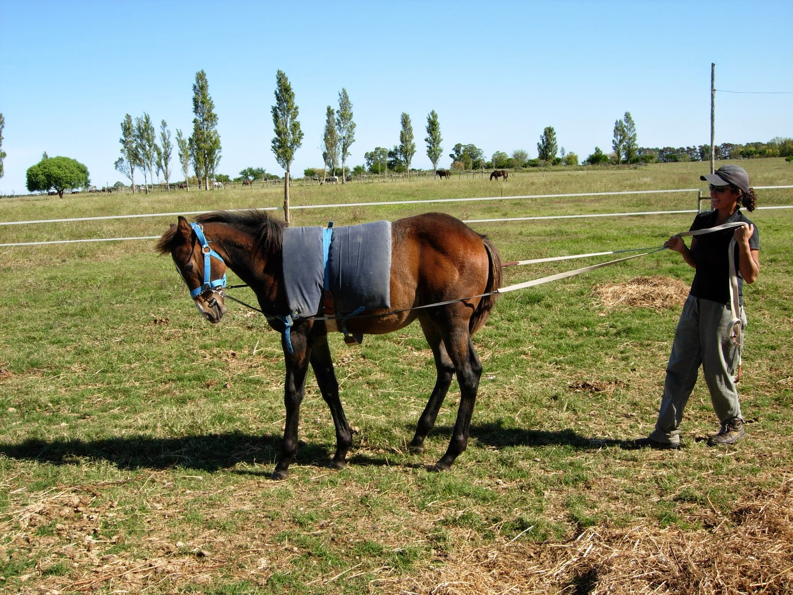 Manejo Integral del Caballo: Curso de Doma Natural