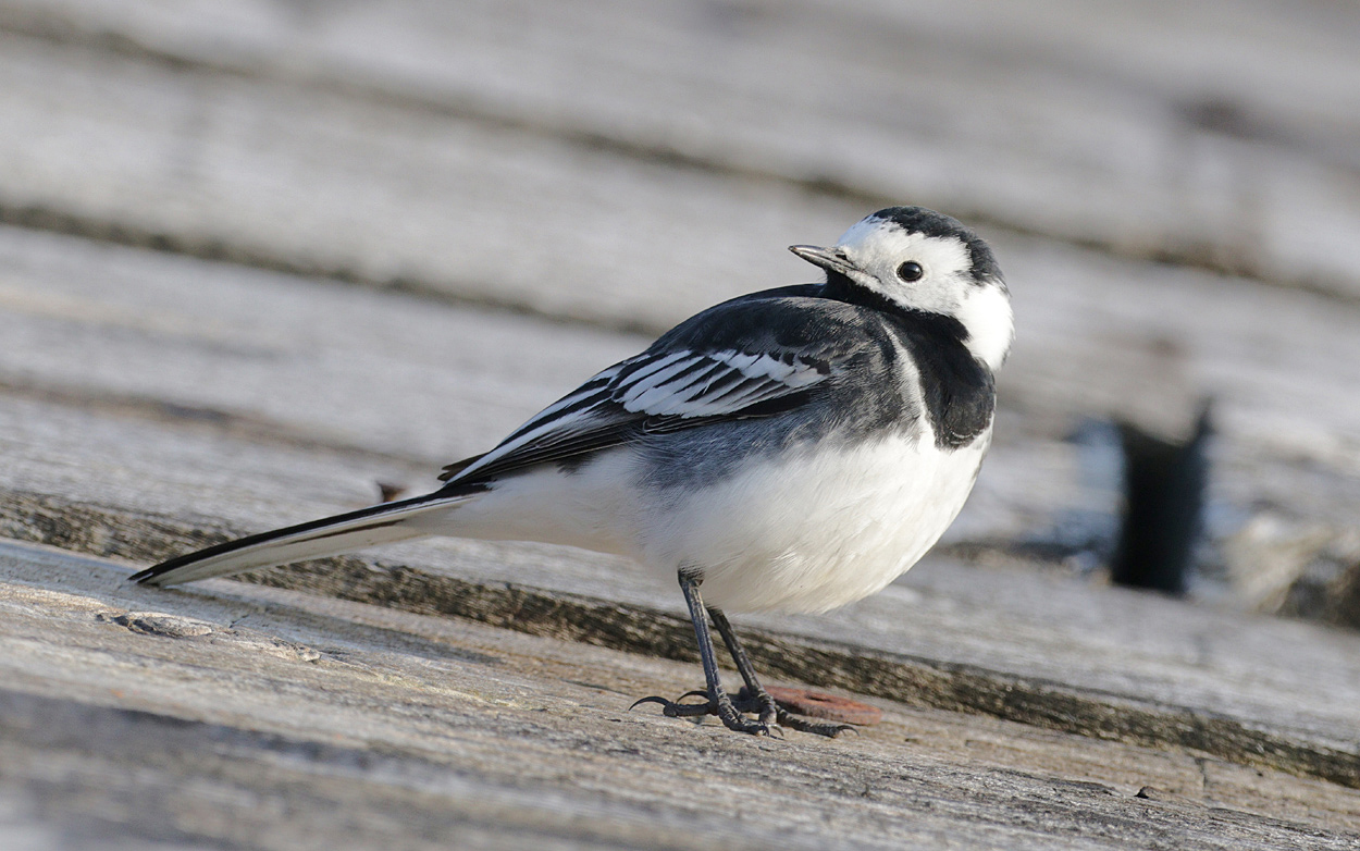 Another Bird Blog: Blown Away