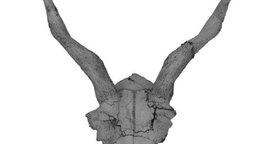 Catalogue of Organisms: The European Blackbuck