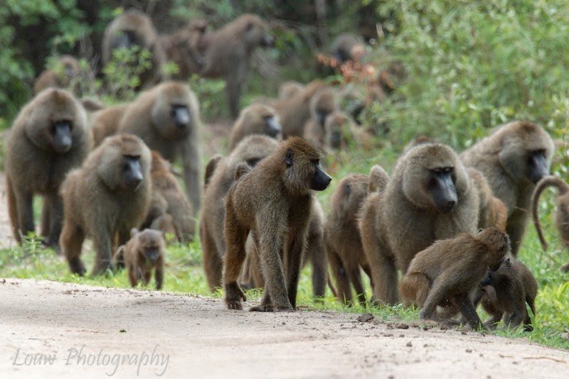 The Tanning Salon: Social and Mating Patterns of Primates