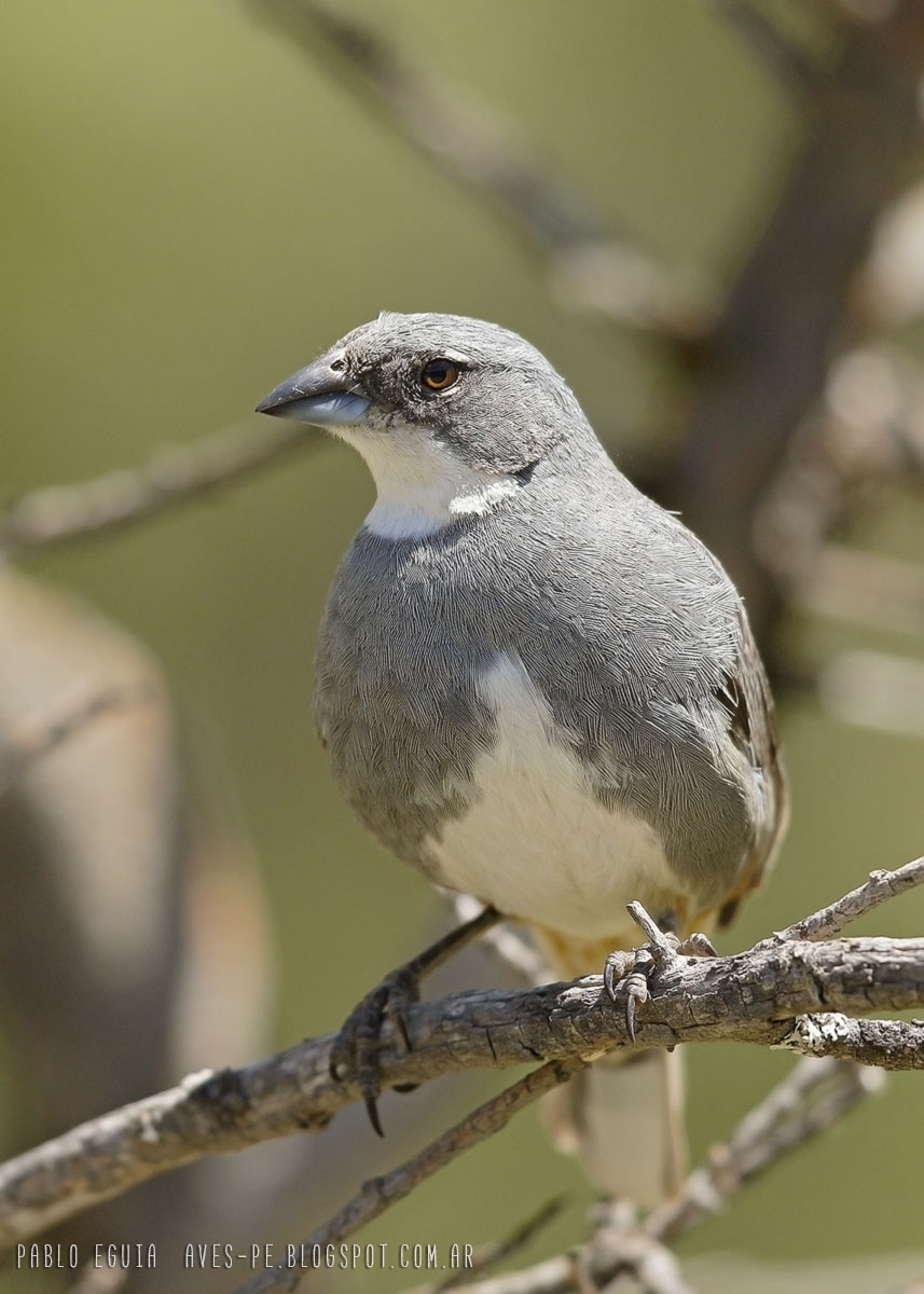 mis fotos de aves: Diuca diuca Diuca Common Diuca-finch