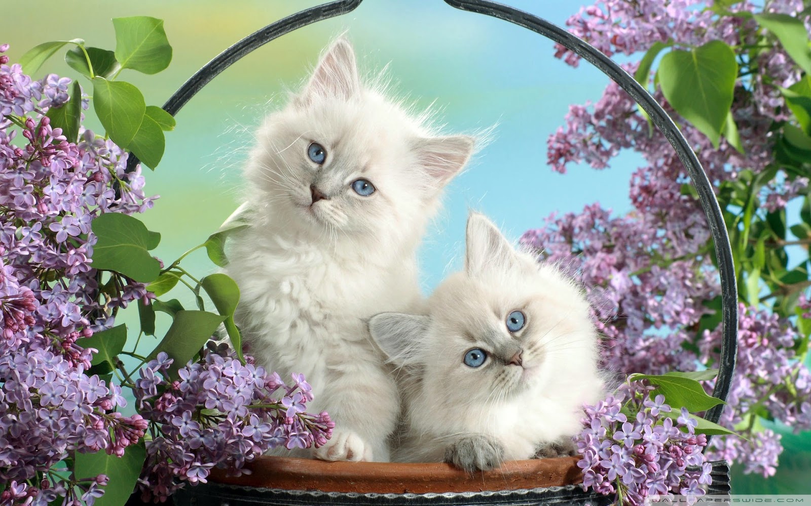 Most Amazing: Most Amazing Cats..!!