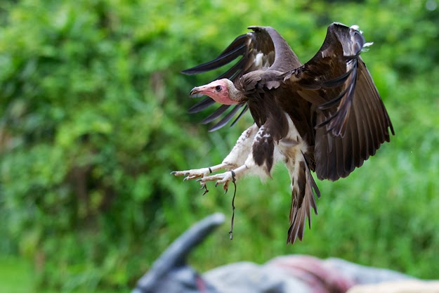 Photograph Birds in Flight at Jurong Bird Park - Jefz Lim Photography Blog