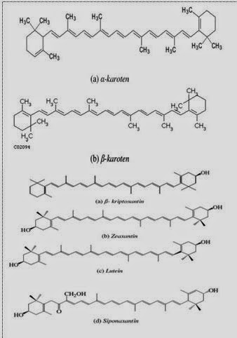 Khazanah Pengetahuan Biologi: Artikel Biologi PEMANFAATAN KAROTENOID ...